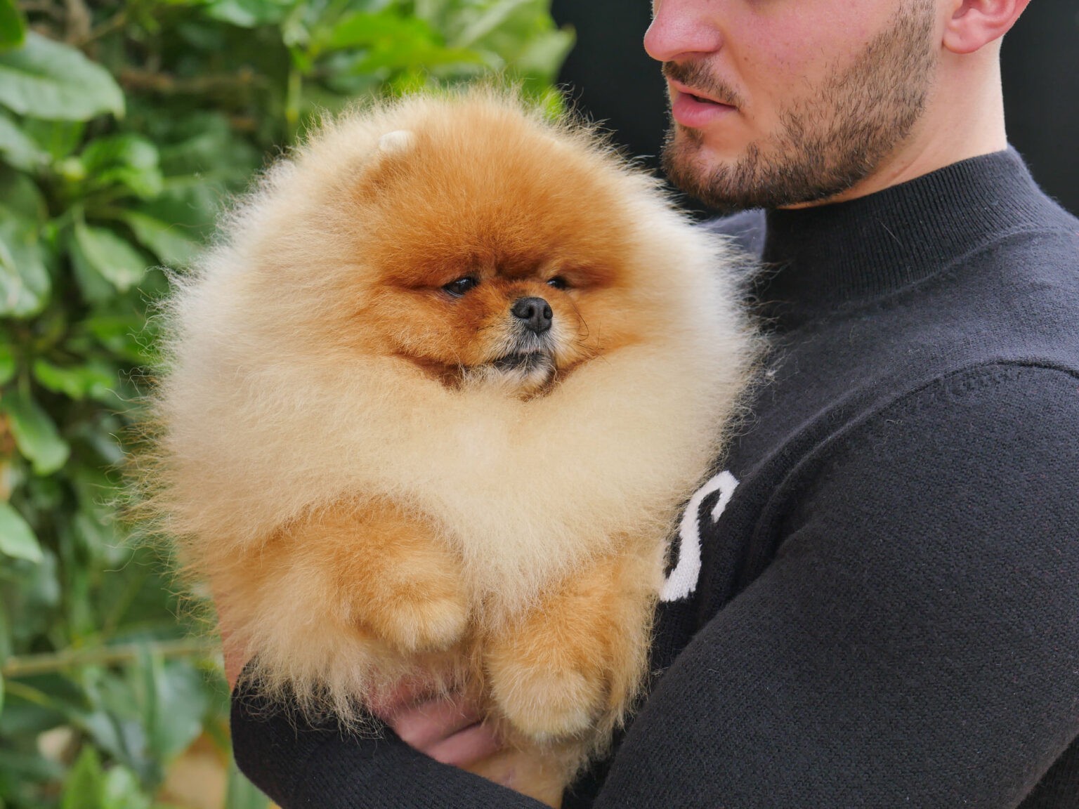 Élevage Spitz nain Poméranien - Pom Of The Gang